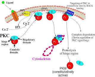 Cura Para La Diabetes Tipo 1 y 2: La Enzima PKC-delta