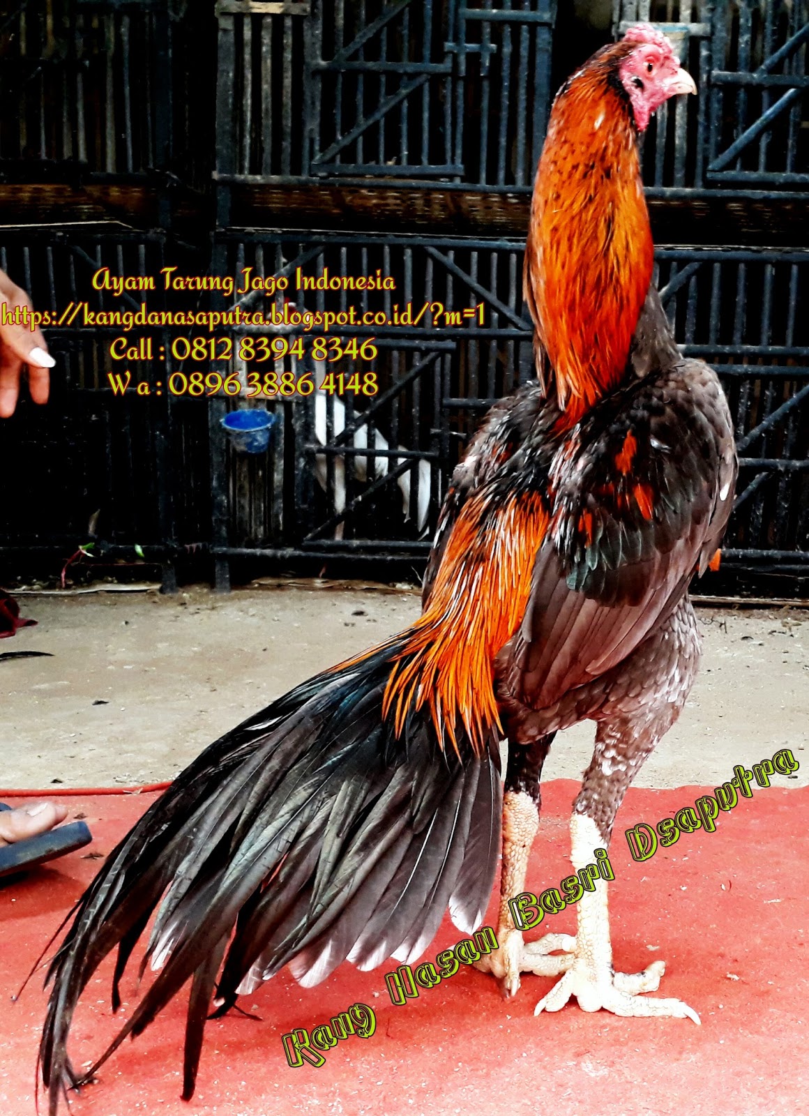 AYAM BANGKOK SUPER PUKULAN ISTIMEWA: AYAM ADUAN SUPER PUKUL K.O