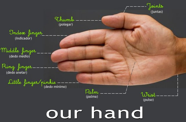 Dicas de Português e Inglês: Dedos da mão em inglês