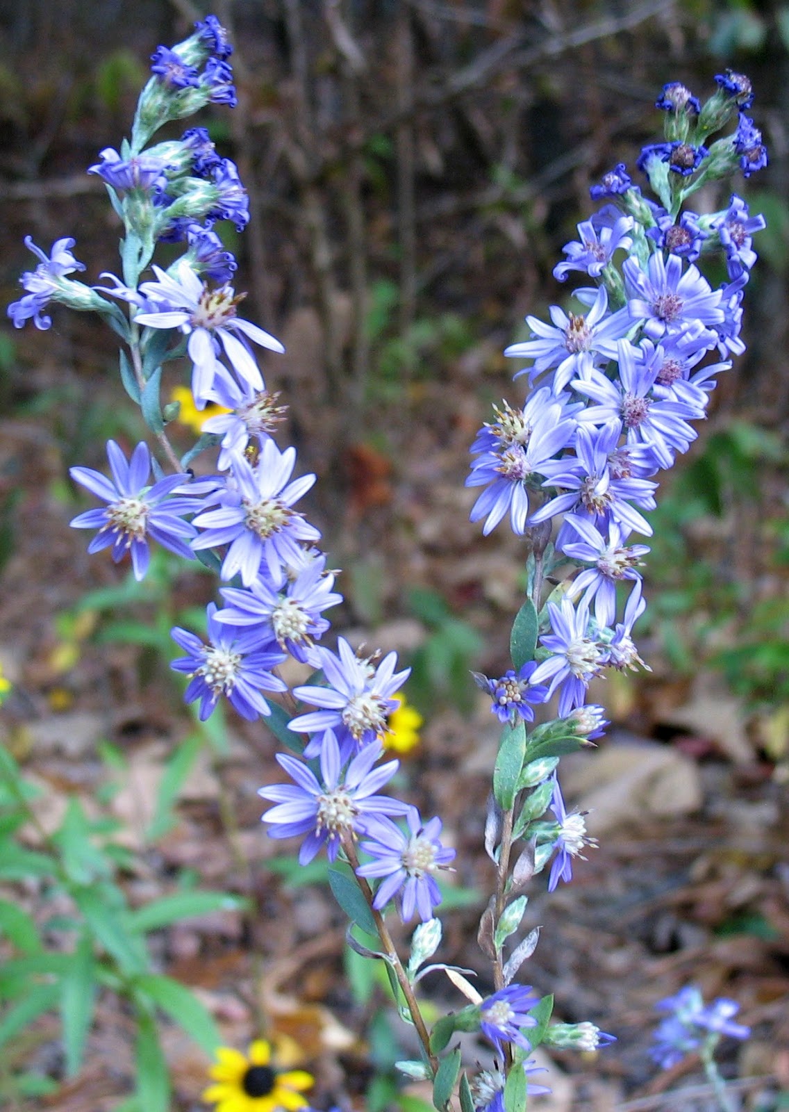 Using Georgia Native Plants: Asters, Asters, Asters
