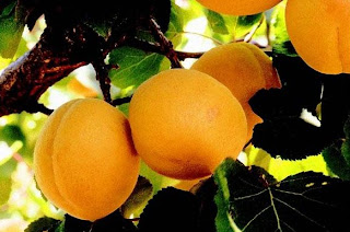 Sowing the Seeds: FOODS of the FIRST CENTURY: FRUIT AND NUTS