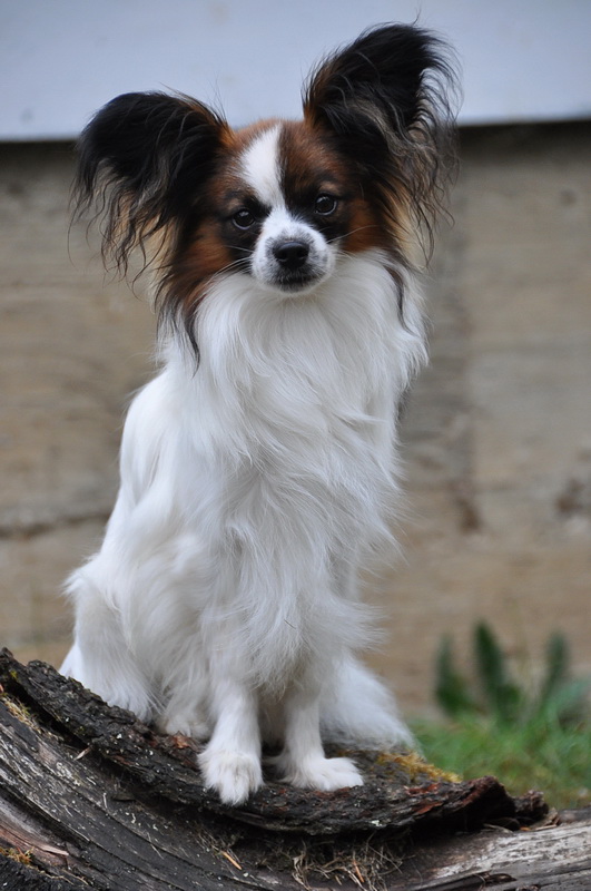 Road's End Papillons : 9.5 Months old Papillon