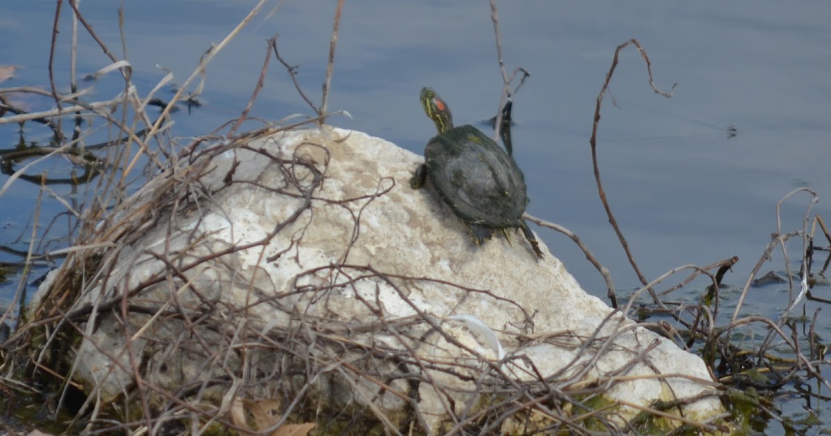 Terrell Daily Photo: Catching some rays