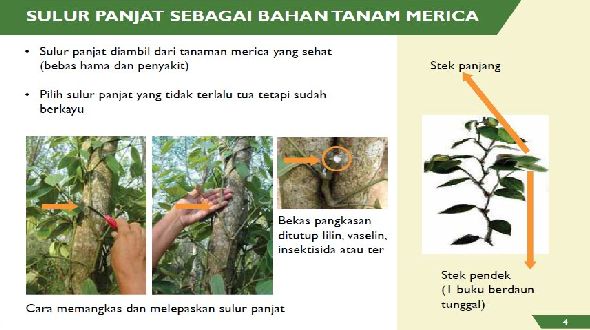 Cara Menanam Lada / Sahang (Panduan Lengkap Dalam Bentuk pdf) - Zona ...