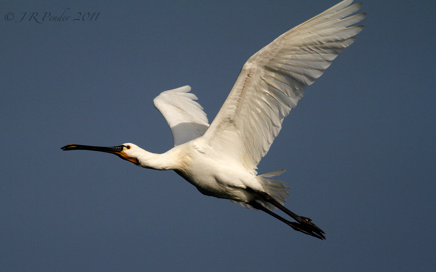 Joe Pender Wildlife Photography: January 2012