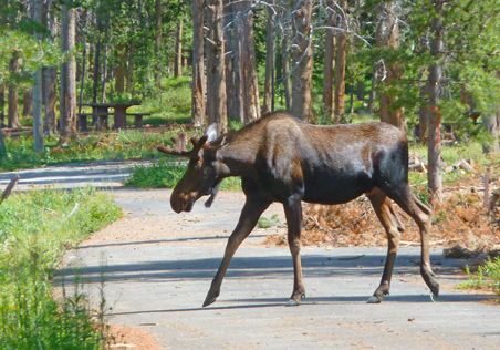 Audrey Finch: Northern Exposure Moose Moment