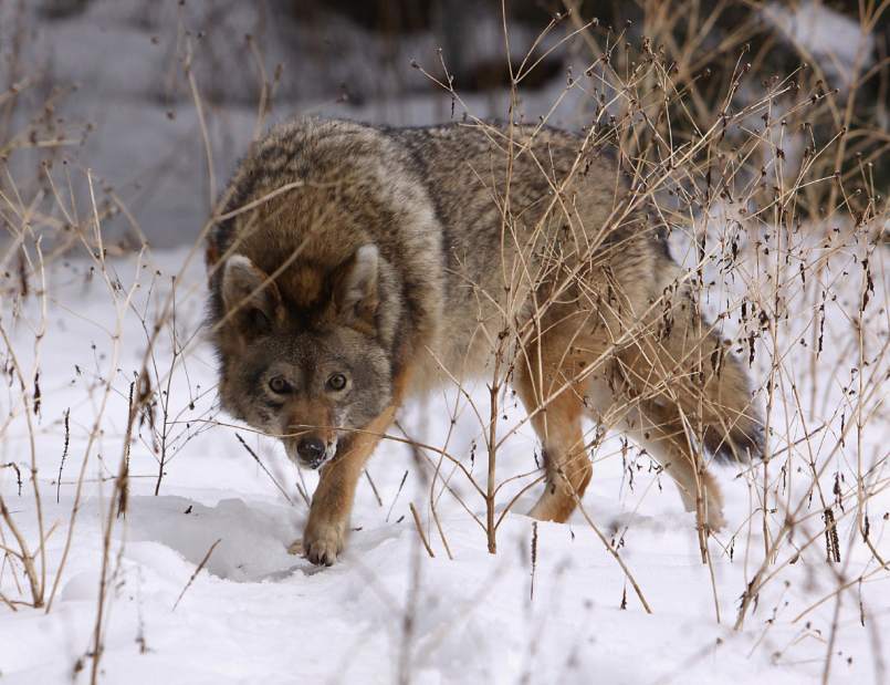 Full O'Bull Gazette: Rabies, coyotes and ticks, oh my! Perils abound in ...