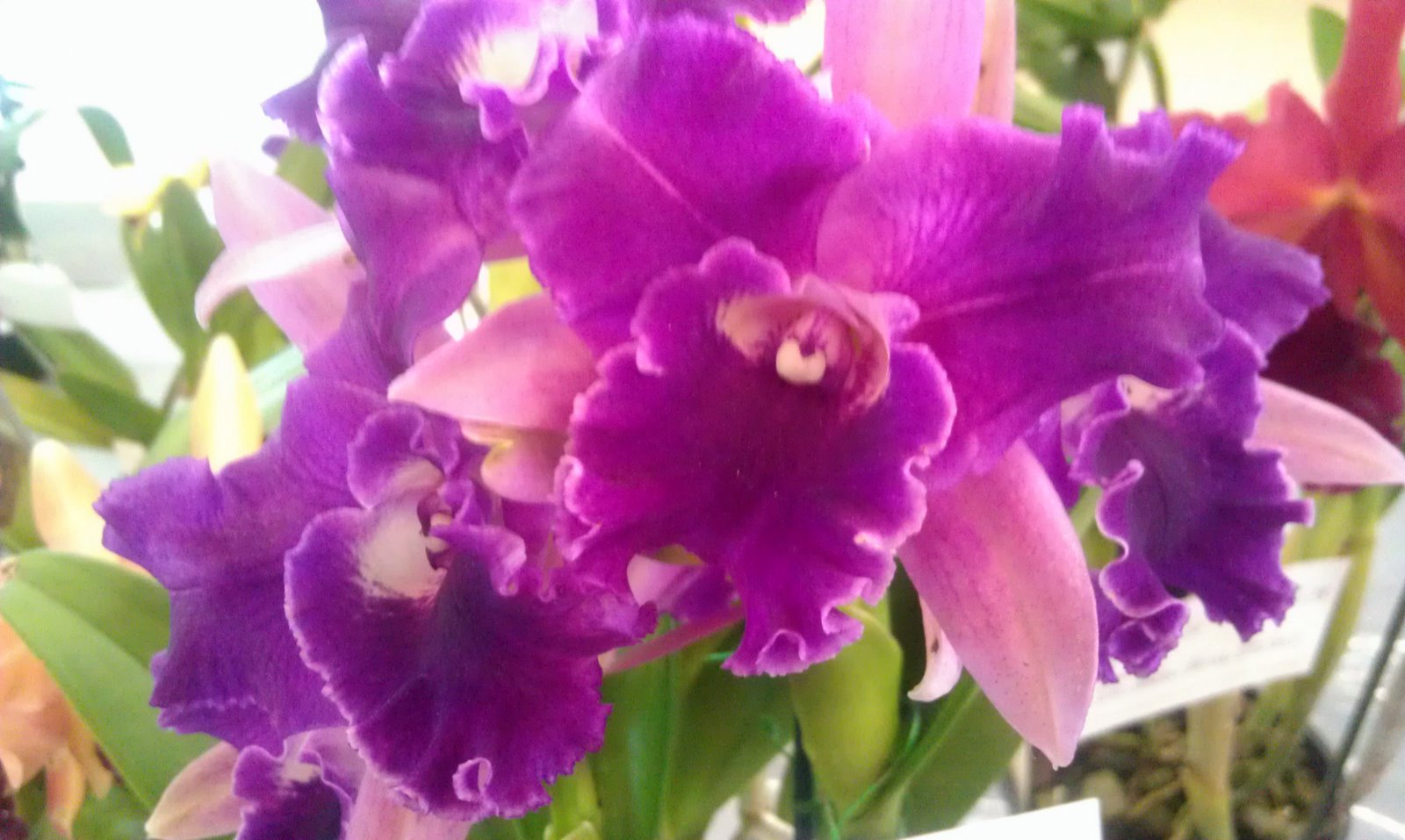 Plant Photography: 2012