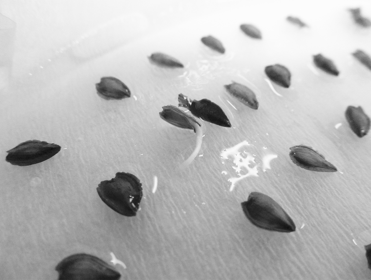 Mekanisme Imbibisi dan Perkecambahan Pada Tumbuhan - Biologizone