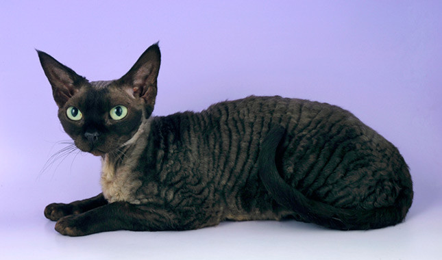 Devon Rex