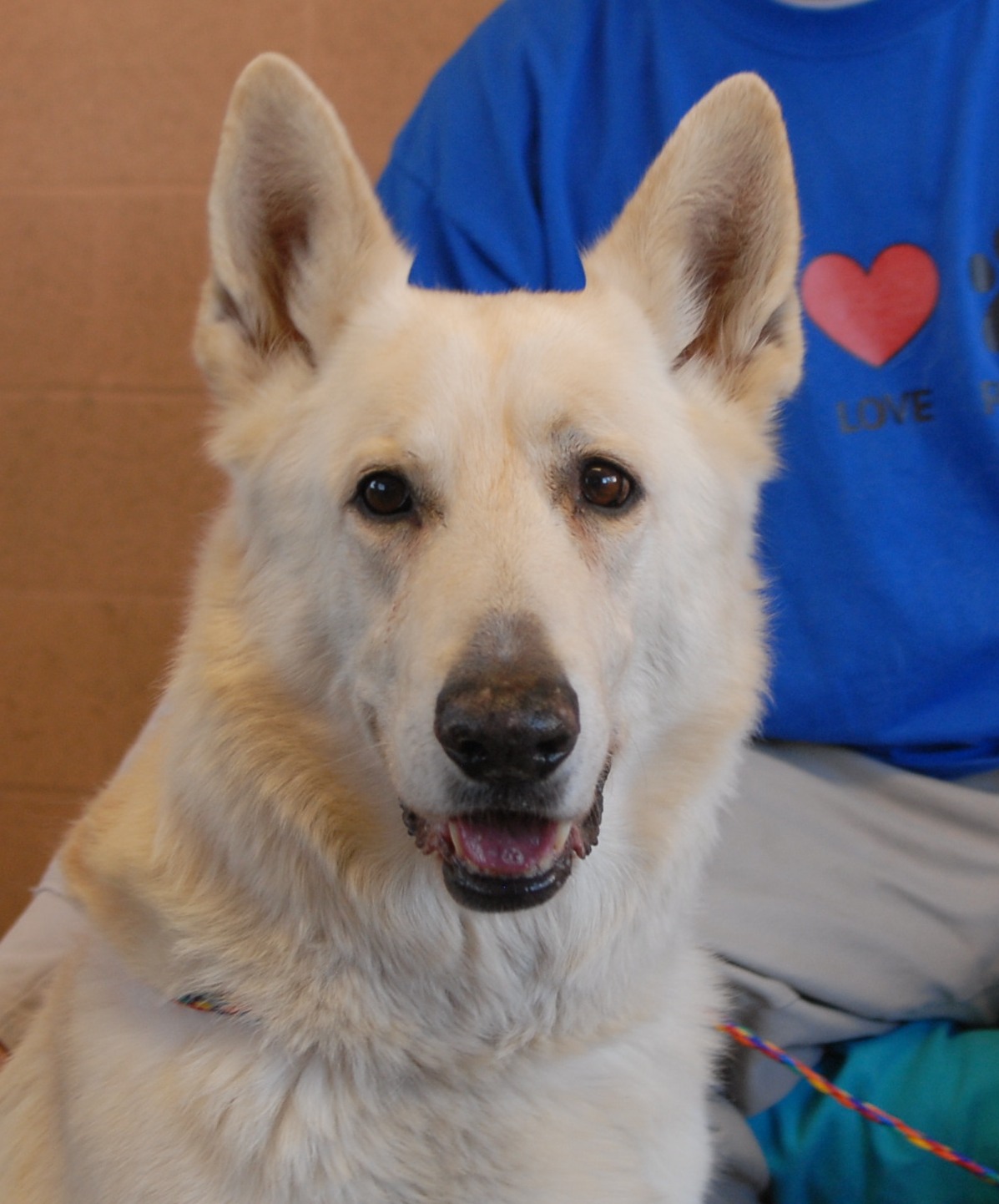 Booster, a White German Shepherd for adoption.