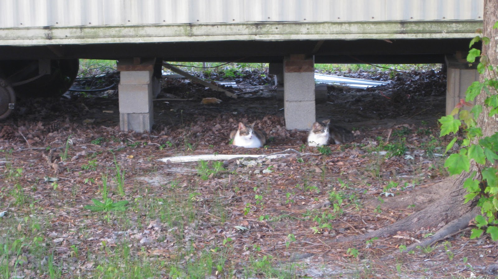 Kayak and canoe, we put in: Magnolia River, Foley, AL