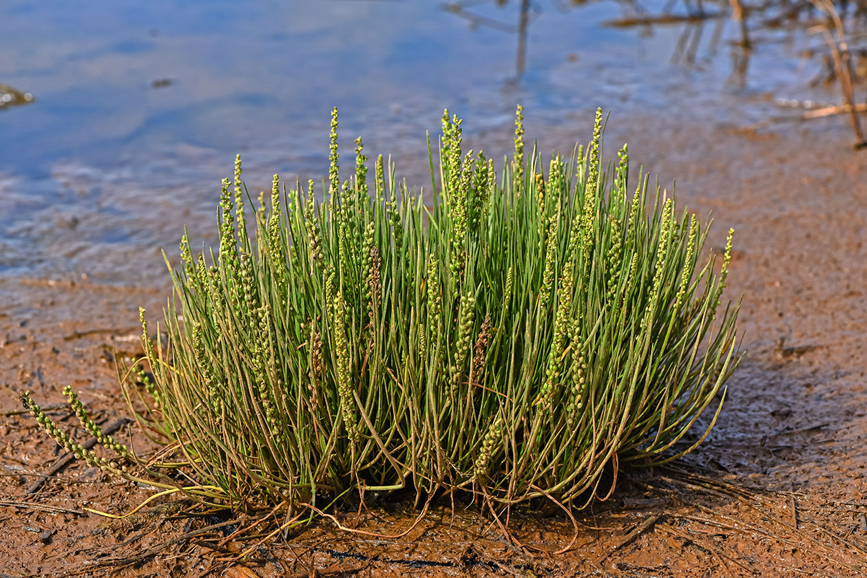 Flores y Paisajes de Asturias : Triglochin maritima