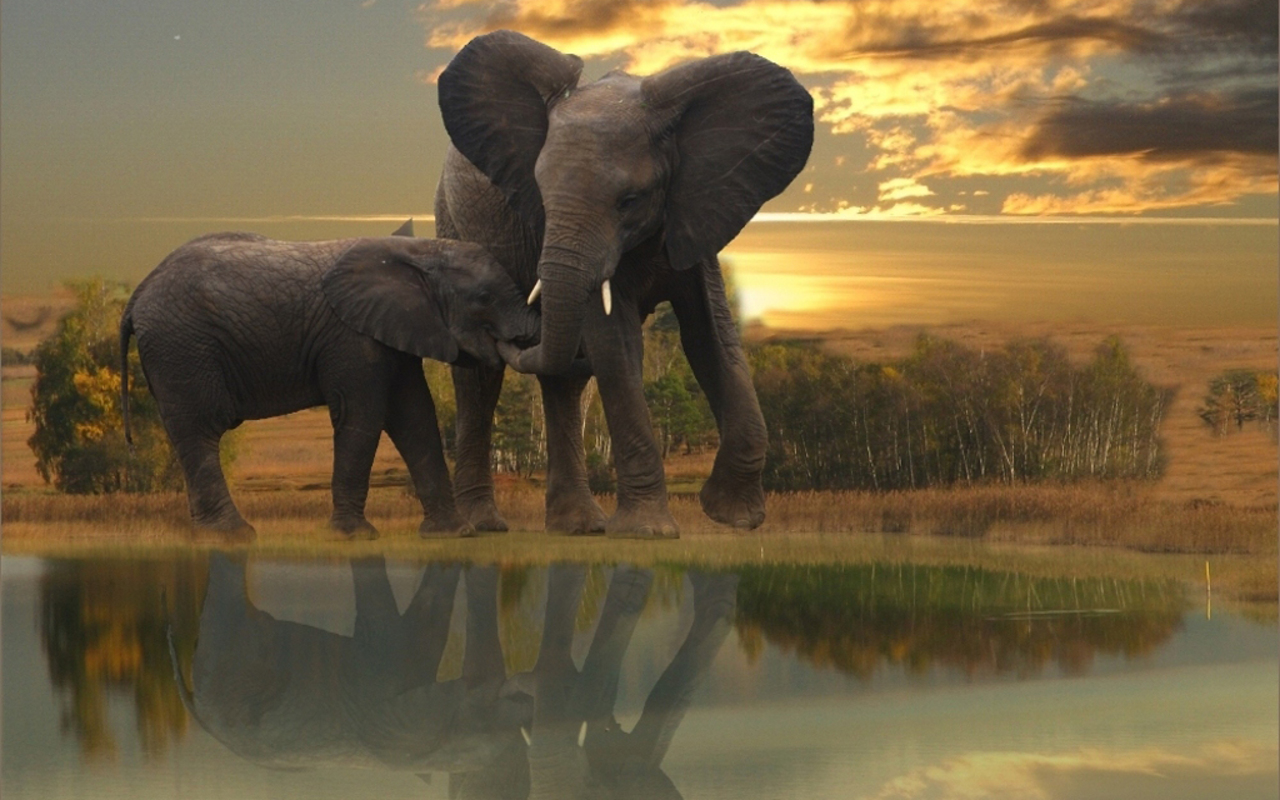 Elephants ~ Life Amazing