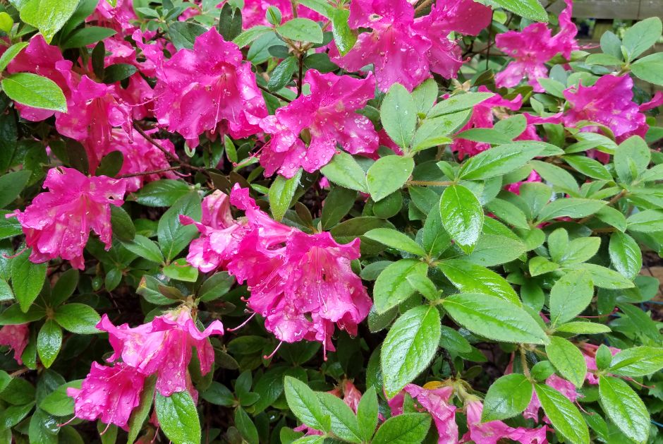 Future Plants by Randy Stewart: Encore Hybrid Azaleas