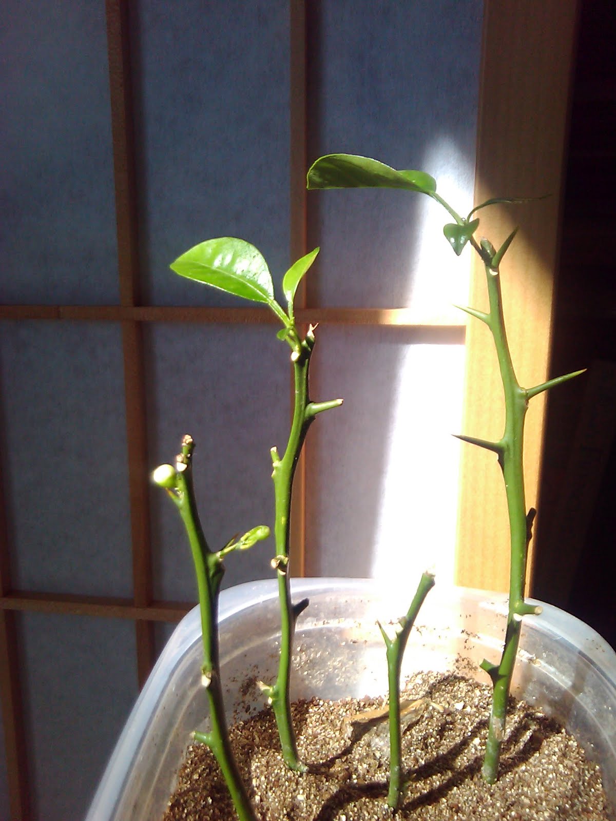 Tropical Plants By T-Bird: Citrus Propagation Update