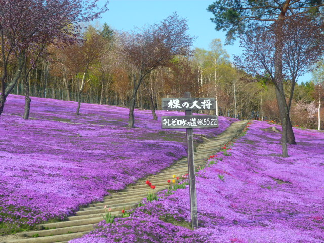 What Wonderful Travels in Hokkaido, JAPAN!: Shibazakura (Moss Pink ...