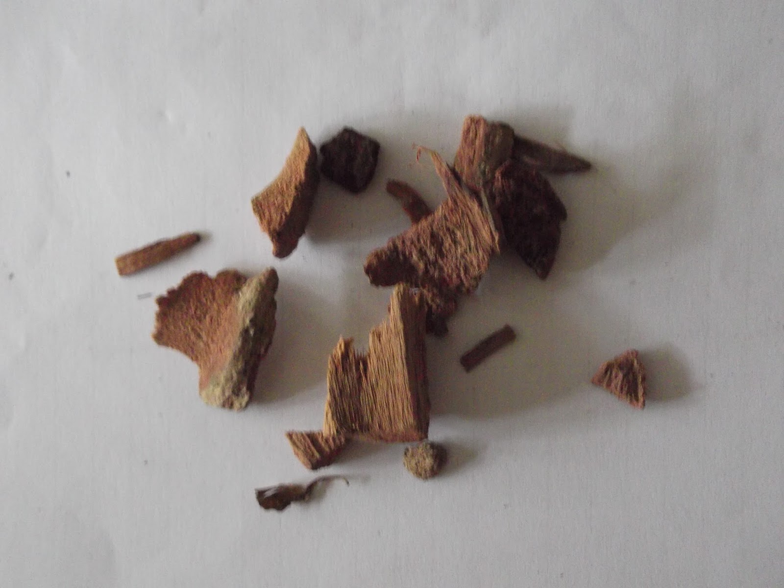 Cassia fistula / Ehala / ඇහැල / Aragvadha/ Rajavruksha/ Sampaka ...