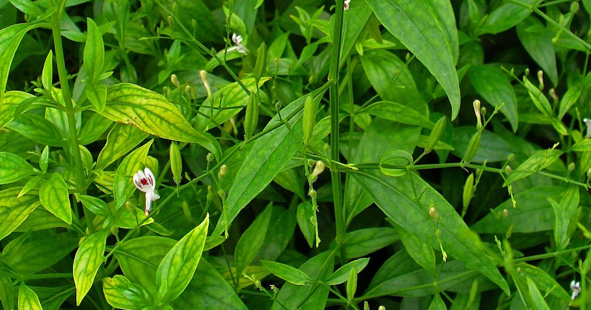 Health and Fitness: Clearing Nut Tree: Usefulness