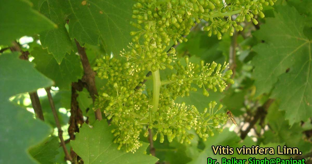 Medicinal Plants: Vitis vinifera, Draksha