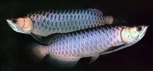 PETS: Arowana Fish