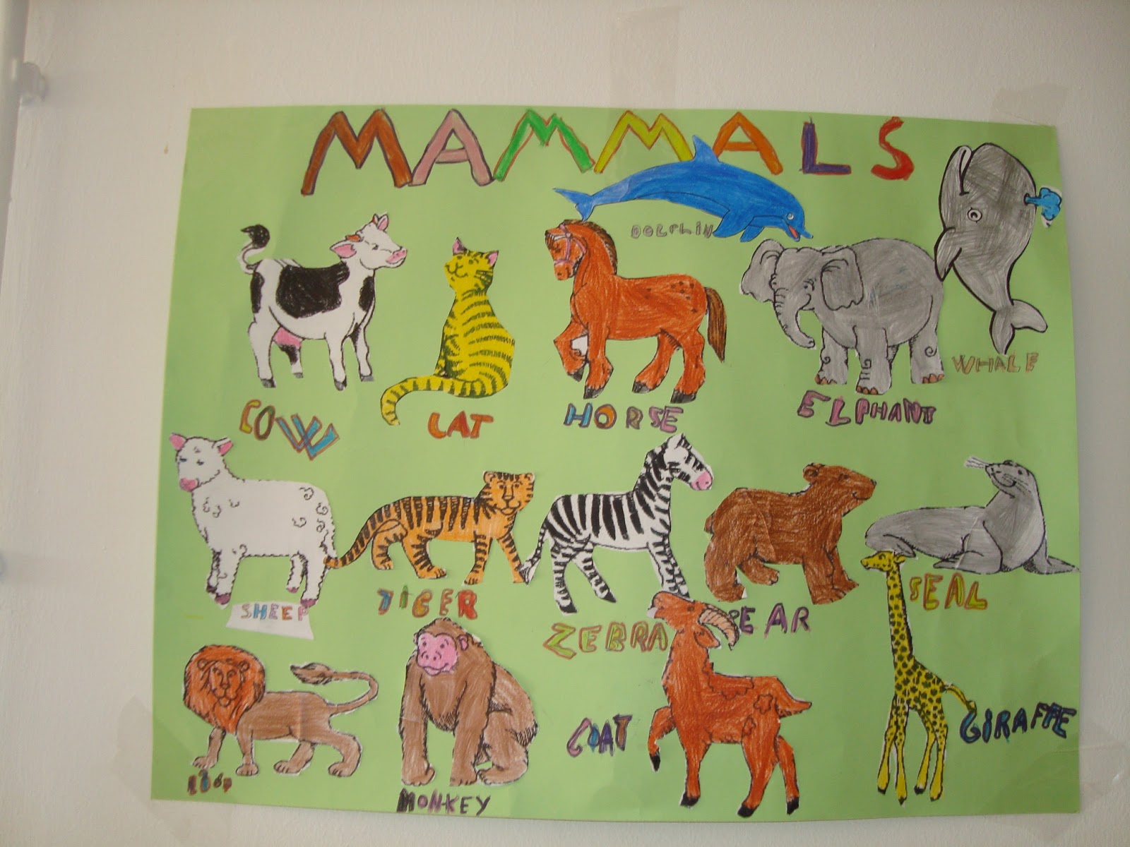 ANIMALS PROJECT: ACTIVITIES