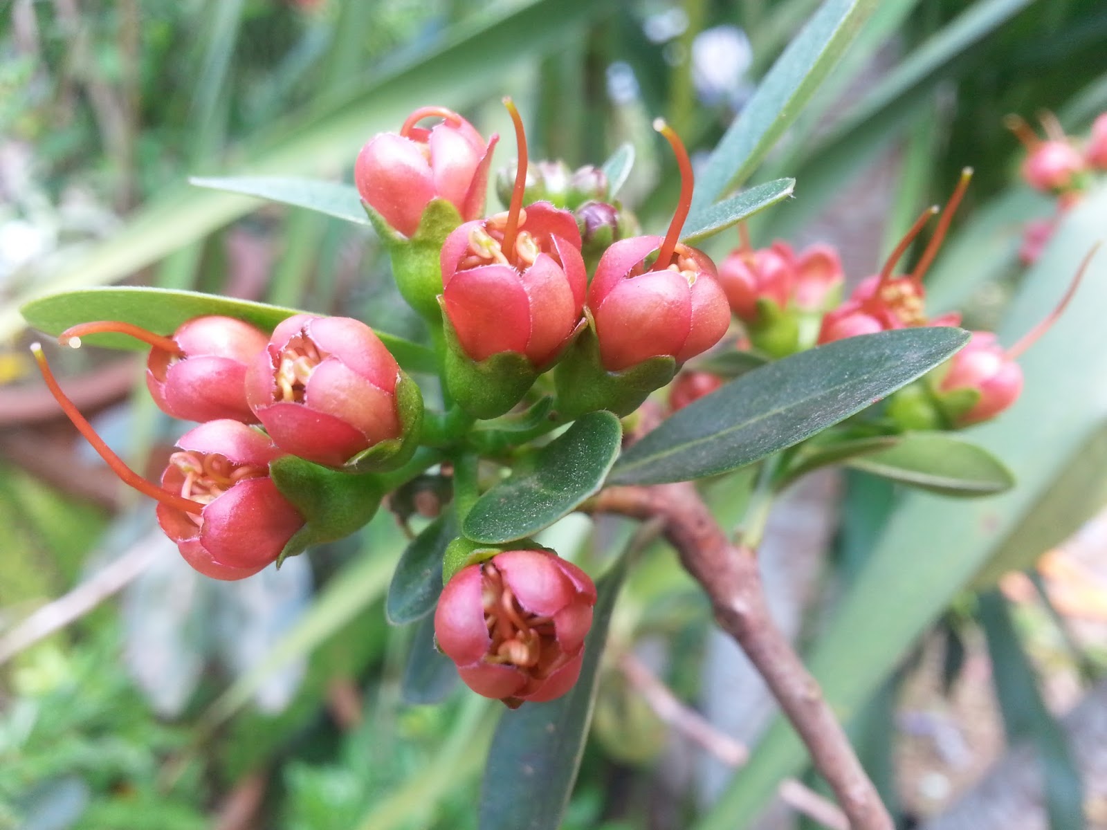 Laman Husna: Pokok Bunga Jambu Hiasan.