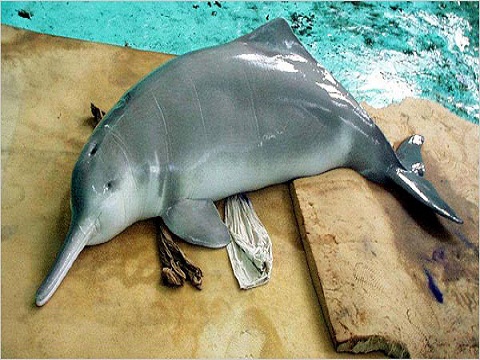 HQ Sea Animals Baiji Wallpapers,pictures,image,Mobile Wallpapers,Baiji cute Picture ,Baby Baiji ...