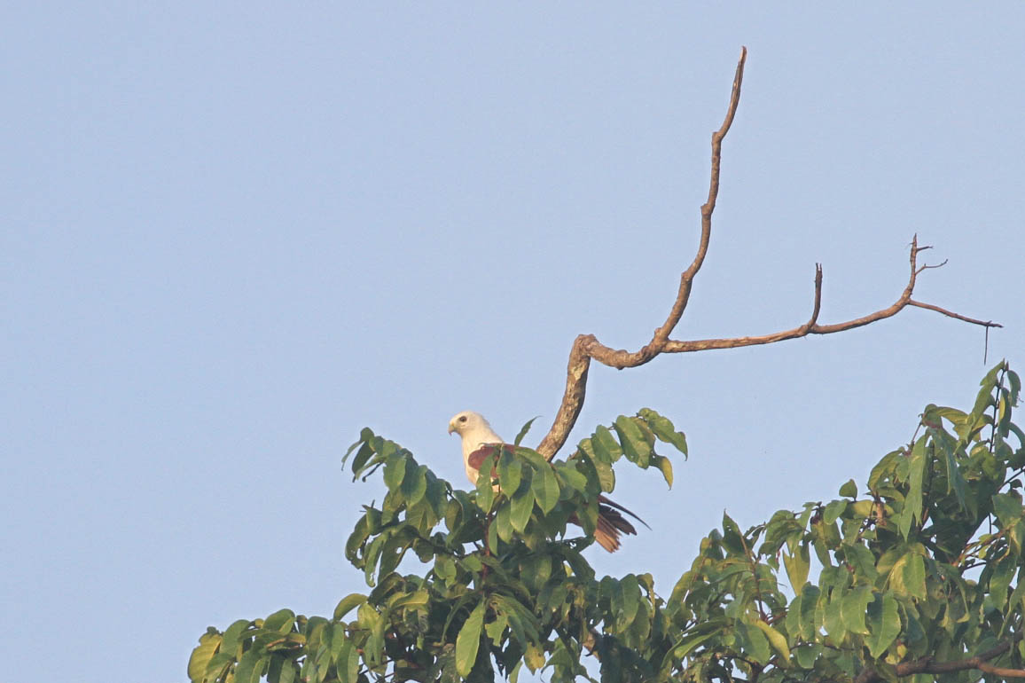 Birding Axarquia: Borneo: Part Two