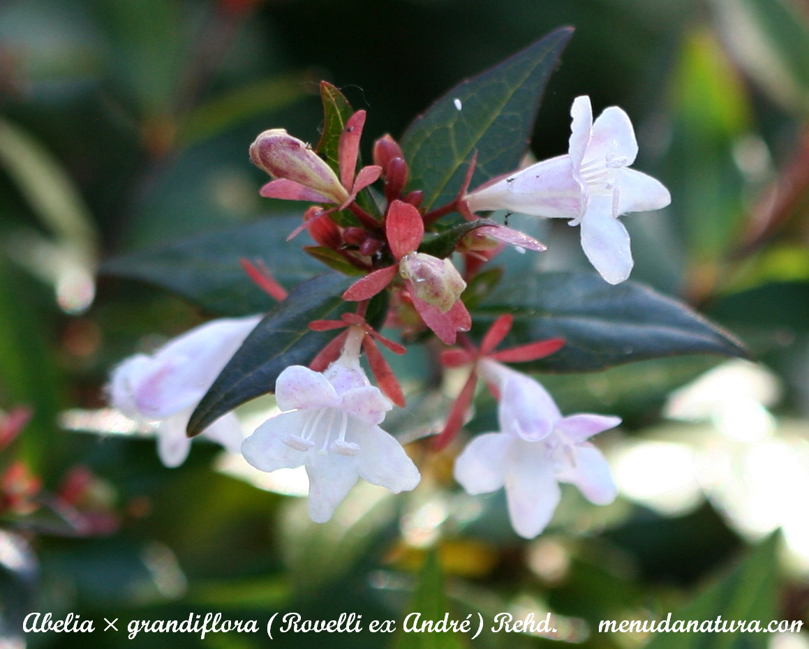 El Jardí de Menuda Natura: Abèlia