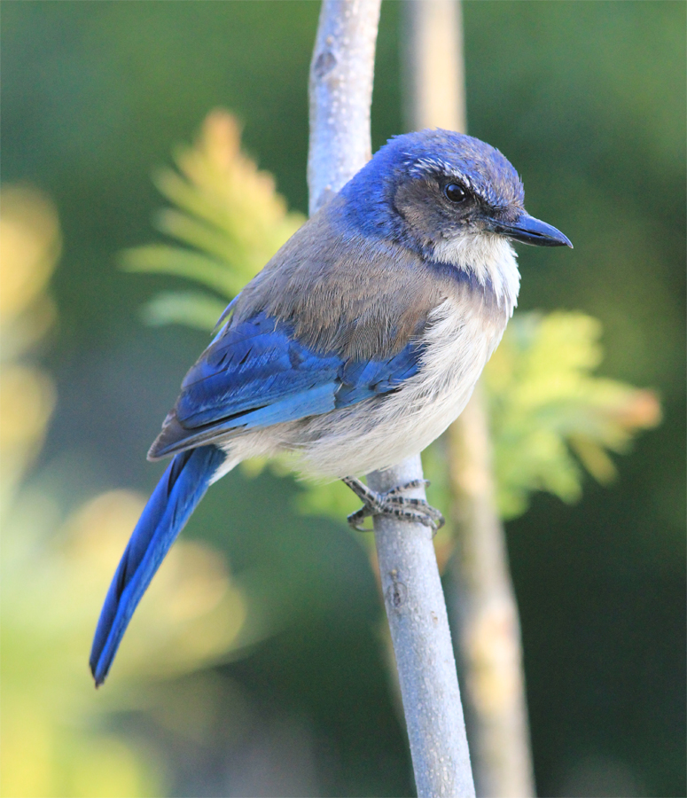 BirdCam on Cheltenham: Western Scrub-Jays and Peanuts