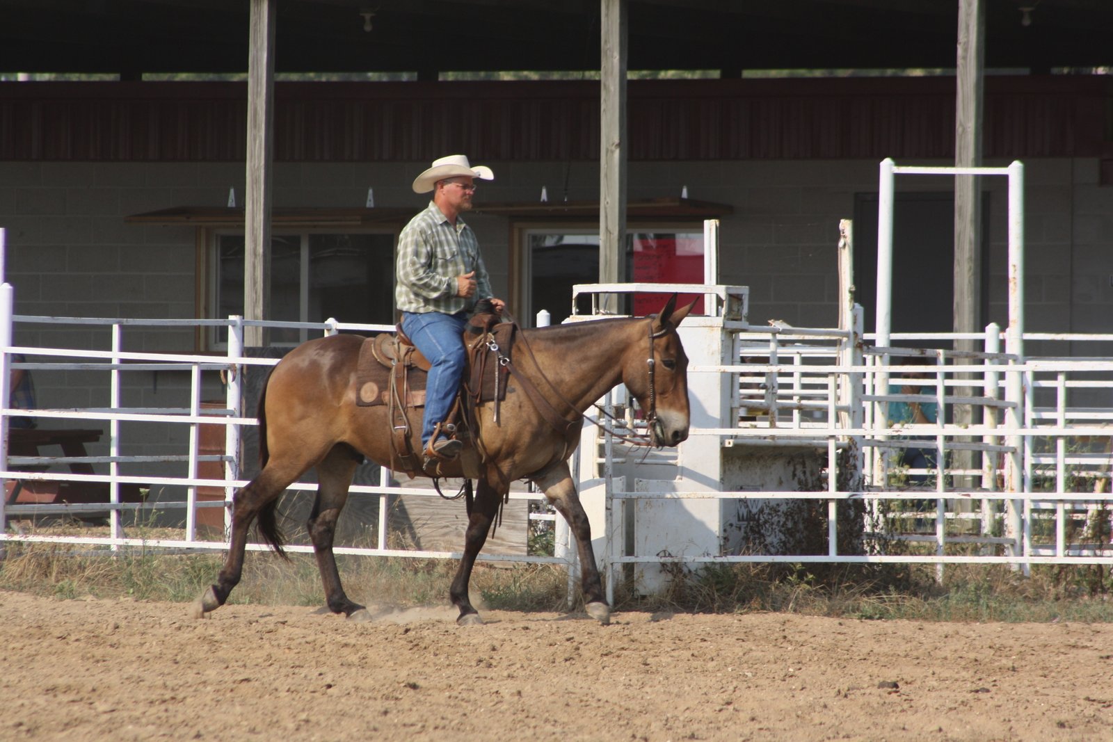 PairADice Mules: Mule Show Pictures
