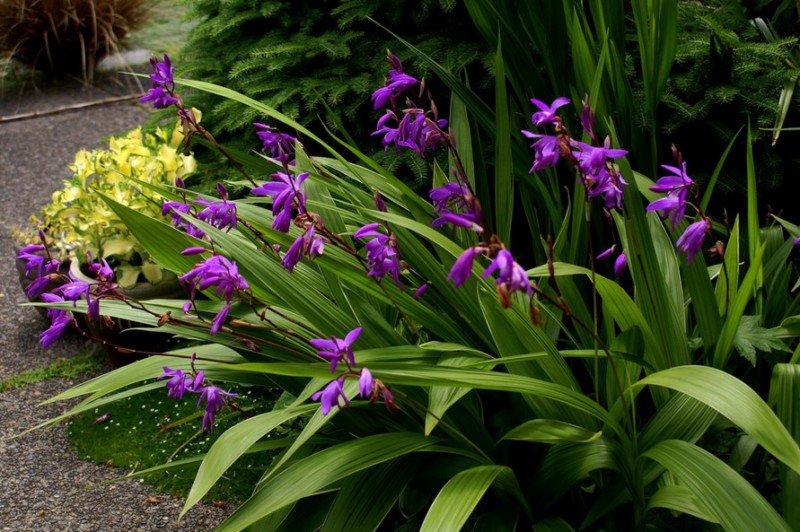 Jual Pohon Anggrek | Macam-macam Tanaman Anggrek | Harga Pohon Anggrek ...