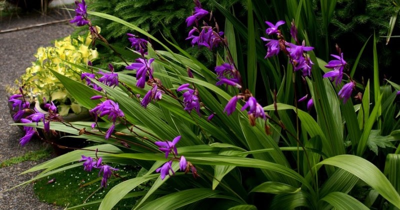 Populer 22+ Macam Macam Anggrek Murah