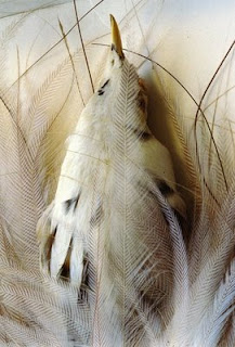 Art of the Peculiar, the Creepy and the Unfamiliar: The Photography of ...