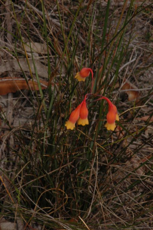 The Nature of Robertson: January 2012