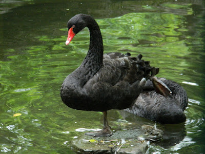 LA MULTI ANI, ROMANIA!: Lebada neagra intr-un picior