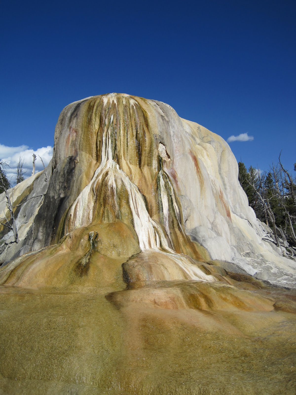 The Scallywagon: YOU SKIN GRIZ', PILGRIM? Yellowstone National Park