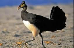 Burung Maleo Sulawesi - Indonesia - Alam Mentari