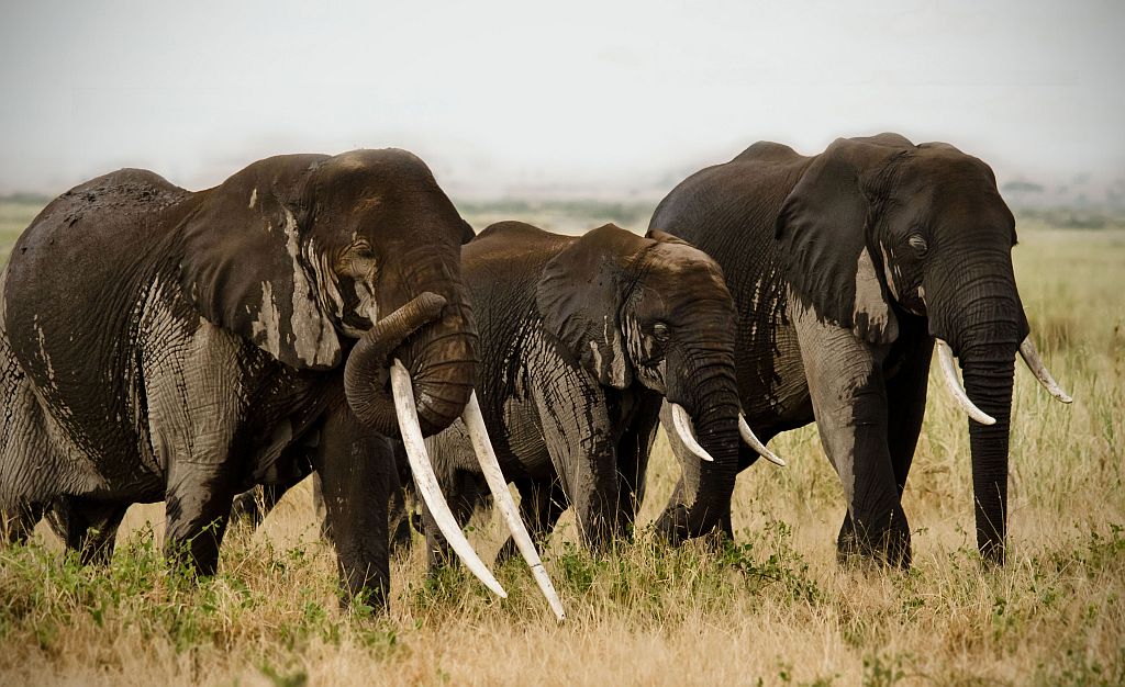 What Animals Have Matriarchs at Ashley Nugent blog