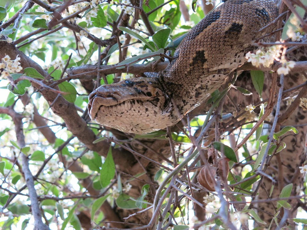 Diversity and Life: A view from the Holocene: Spring 2013 – Venda ...