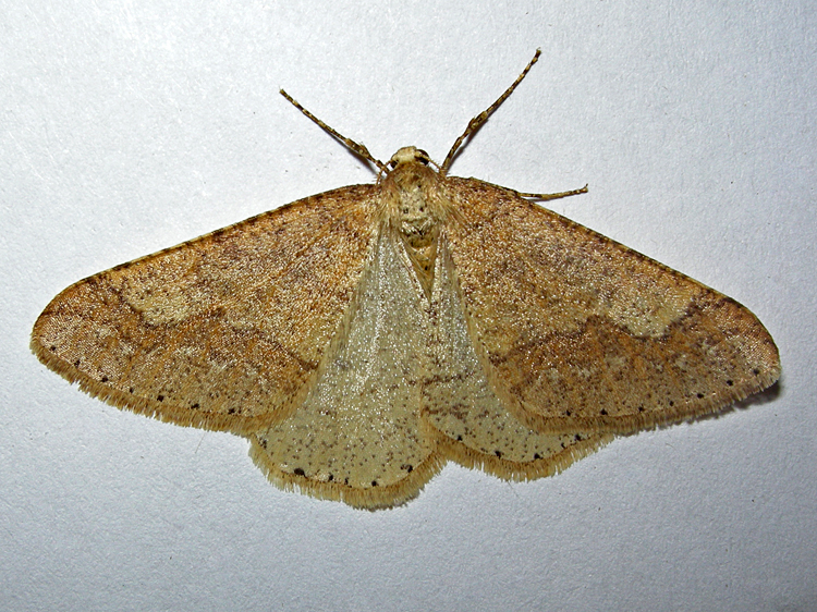 gobirding.eu Mothing Diary: Snow moths, a spider and a new moth for the ...