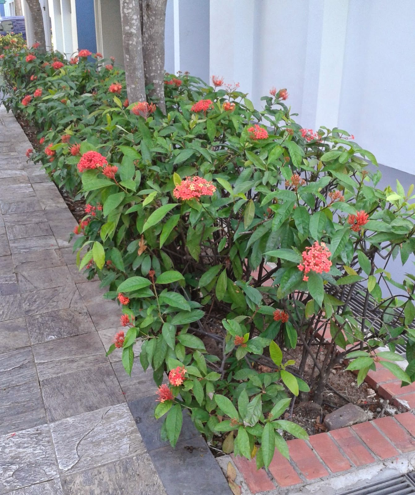 simperblog: The Ixora Bloom