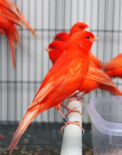 Membedakan dan Memelihara Kenari Merah Asli