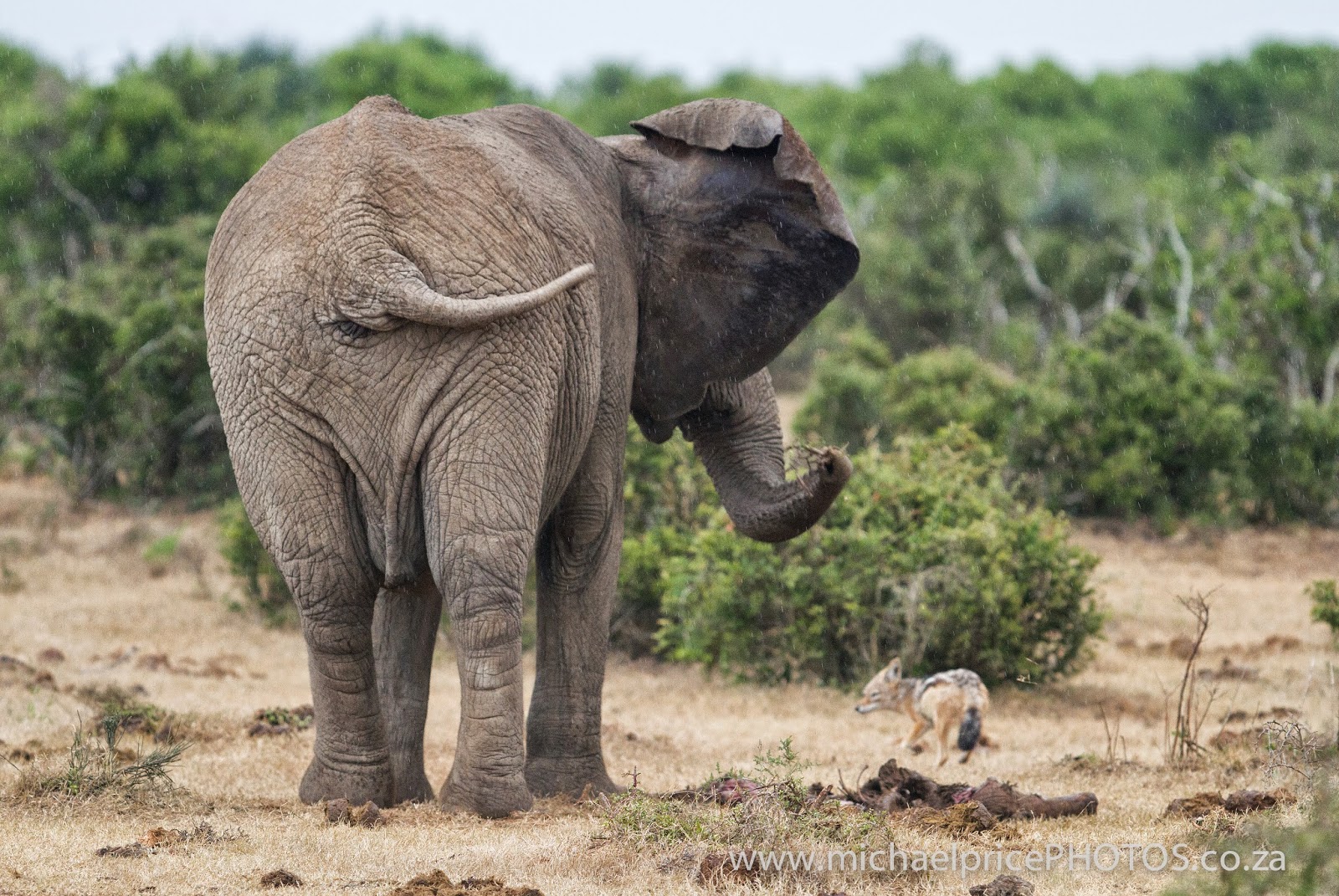 Five Star Lodge in the Addo Elephant National Park: Grieving Elephants