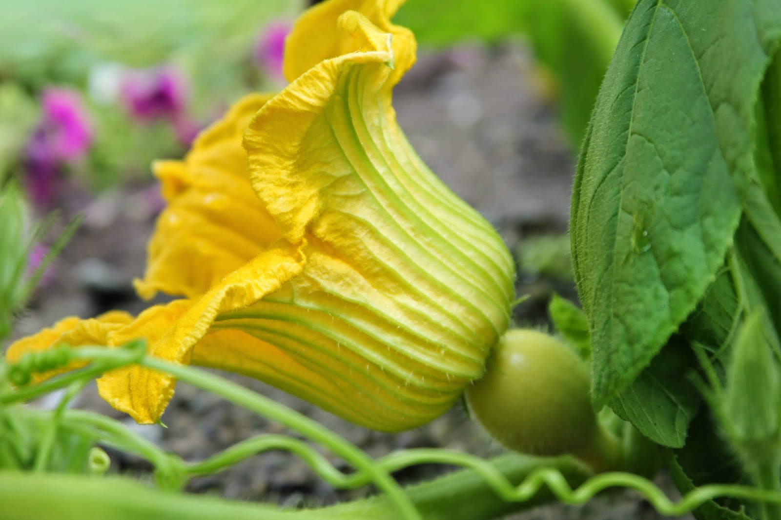 Time of Our Lives: Pumpkin Growing 101