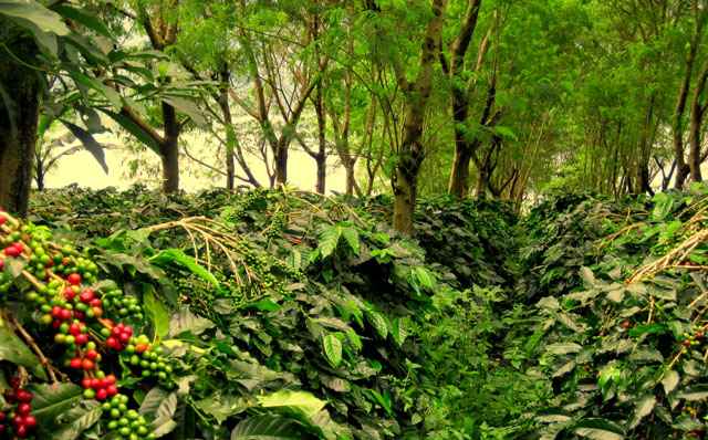 FAKTA YANG ADA DIDALAM KEBUN KOPI - Coffeeland