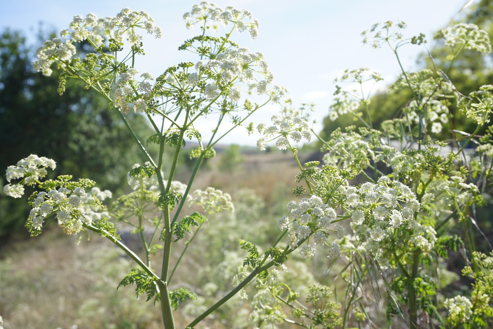 Plantas de Huerta Otea, Salamanca: Cicuta (Conium maculatum)