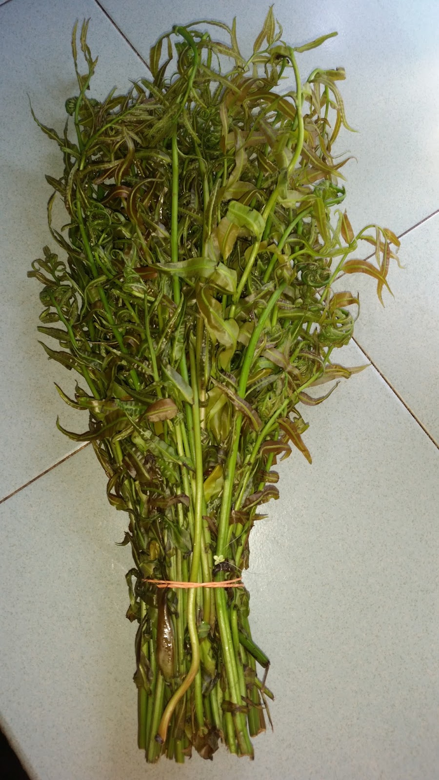 Warisan Petani: Pokok Paku Midin.