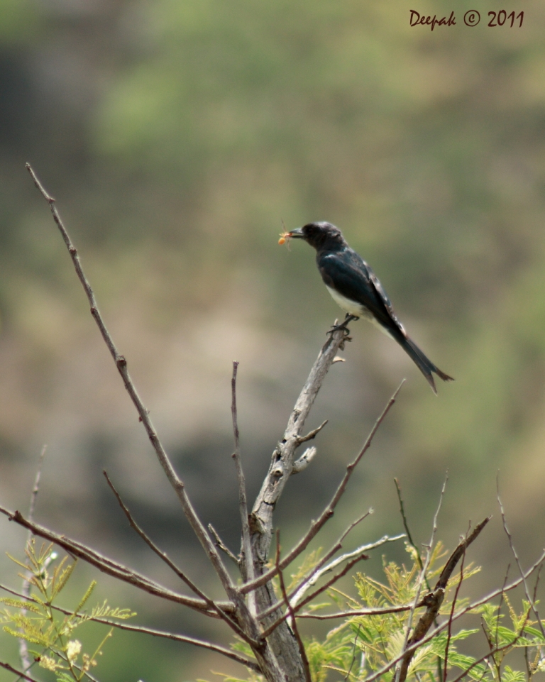 Pakshi Loka: Birding Around Malavalli and JLR Doddamakali